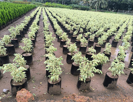 Greeno Hitech Nursery, Plants Supplier, Interior & Exterior Landscaping ...